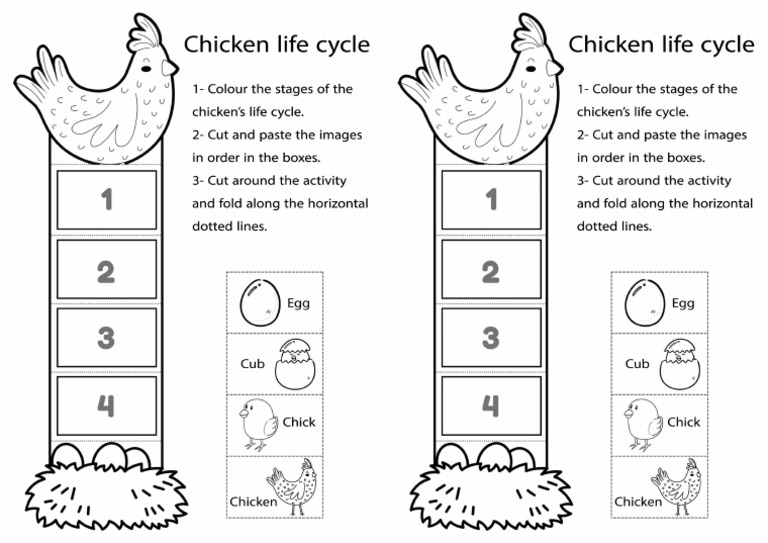 Chicken Life Cycle | PDF