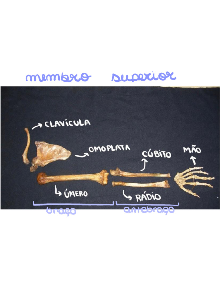 Anatomia do Epicôndilo e Estruturas Relacionadas | PDF | Sistema ...