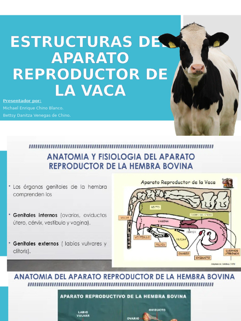Estructuras Del Aparato Reproductor de La Vaca - Exposicion | PDF