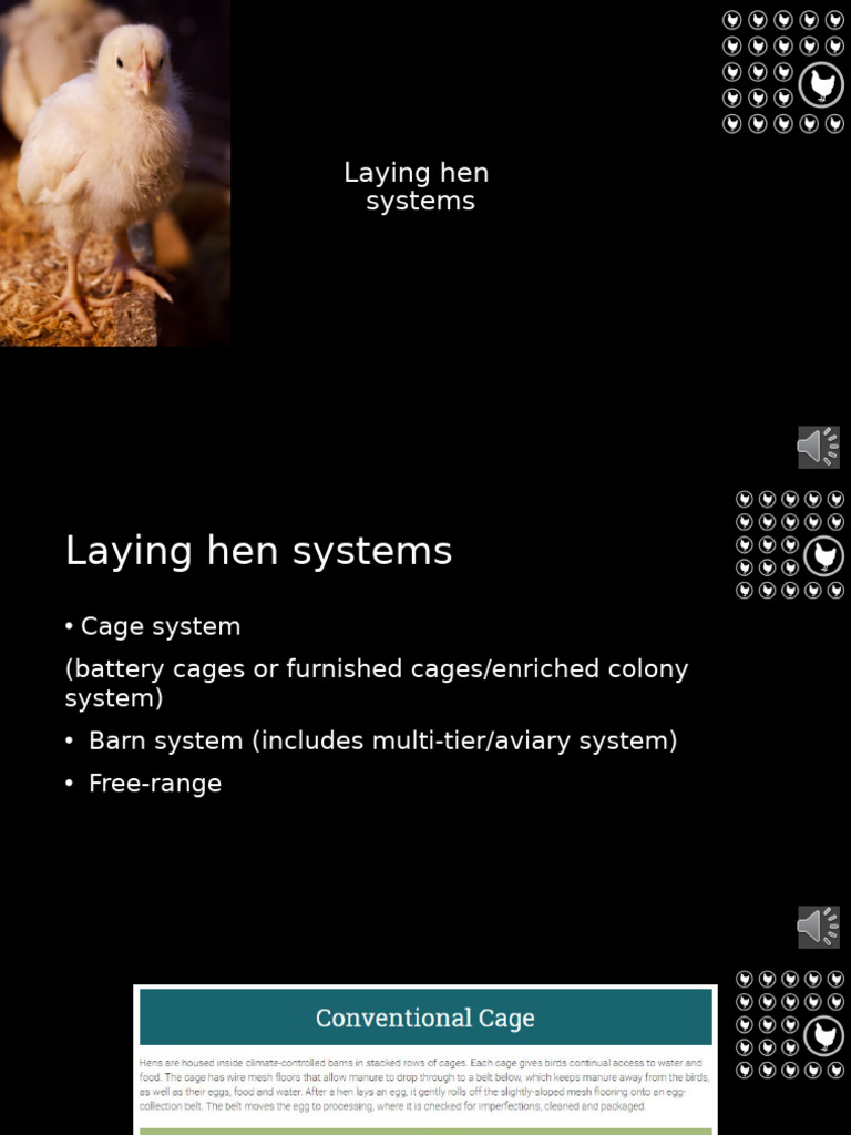 Laying Hen Systems | PDF