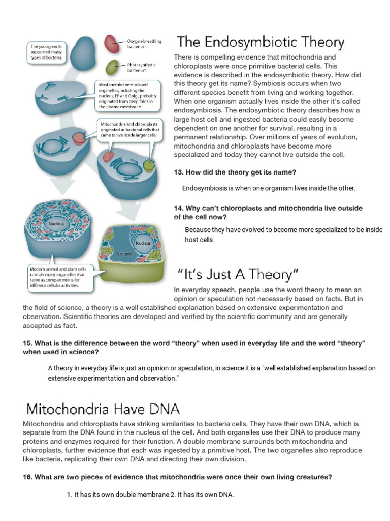 Endosymbiosis Reading Assignment | PDF | Mitochondrial Dna | Cell (Biology)