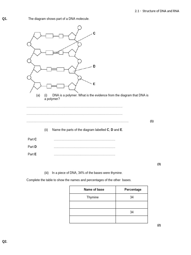 DNA Structure Exam Questions | PDF | Dna | Nucleic Acids