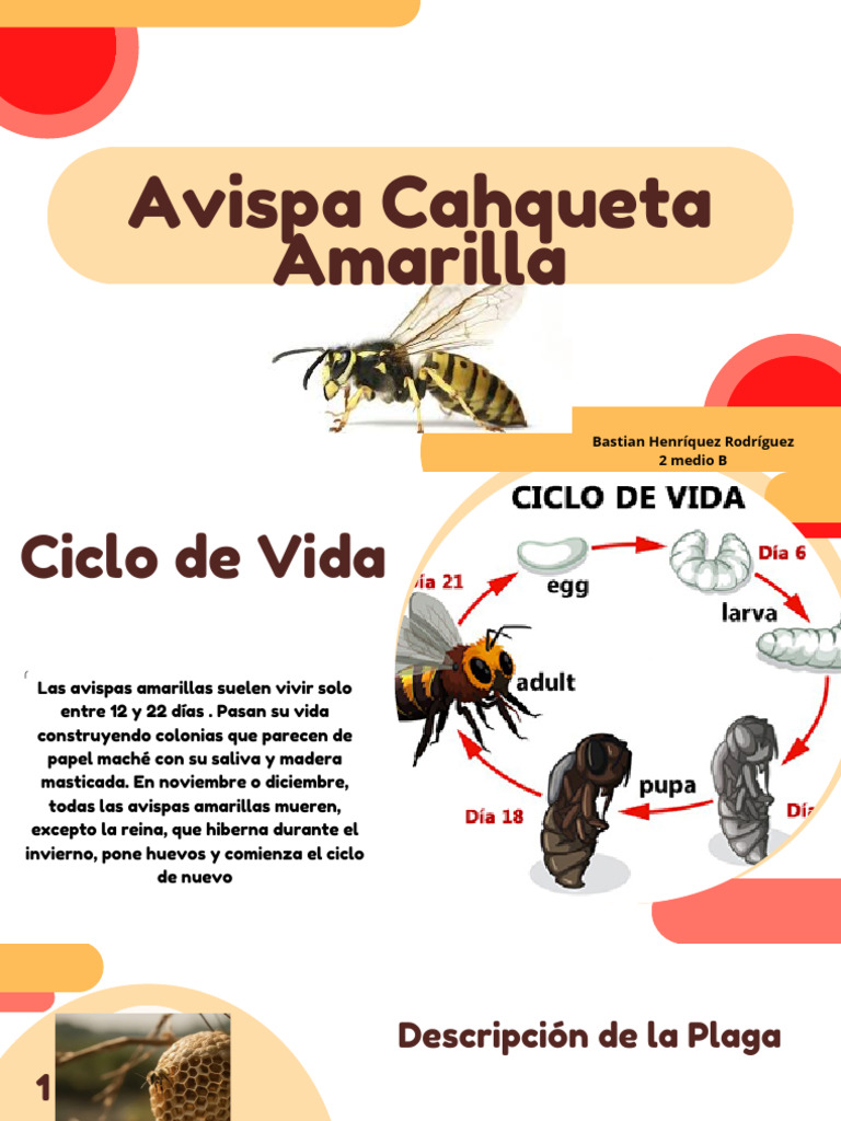 Avispa Cahqueta Amarilla | PDF | Abejas | Insectos