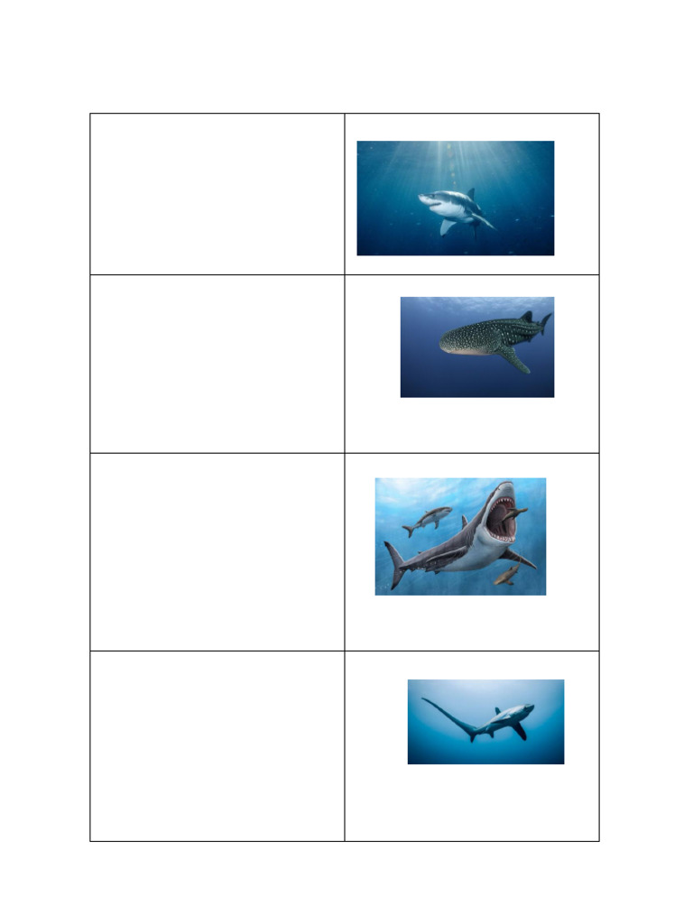 Memorice Tiburones | PDF