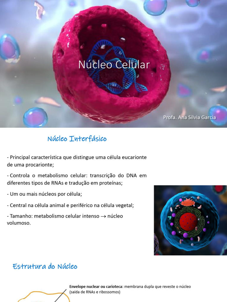 Aula 9 - Núcleo Celular | PDF | Núcleo celular | RNA