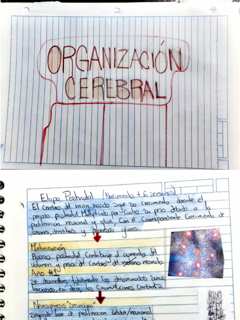 Organización Cerebral | PDF
