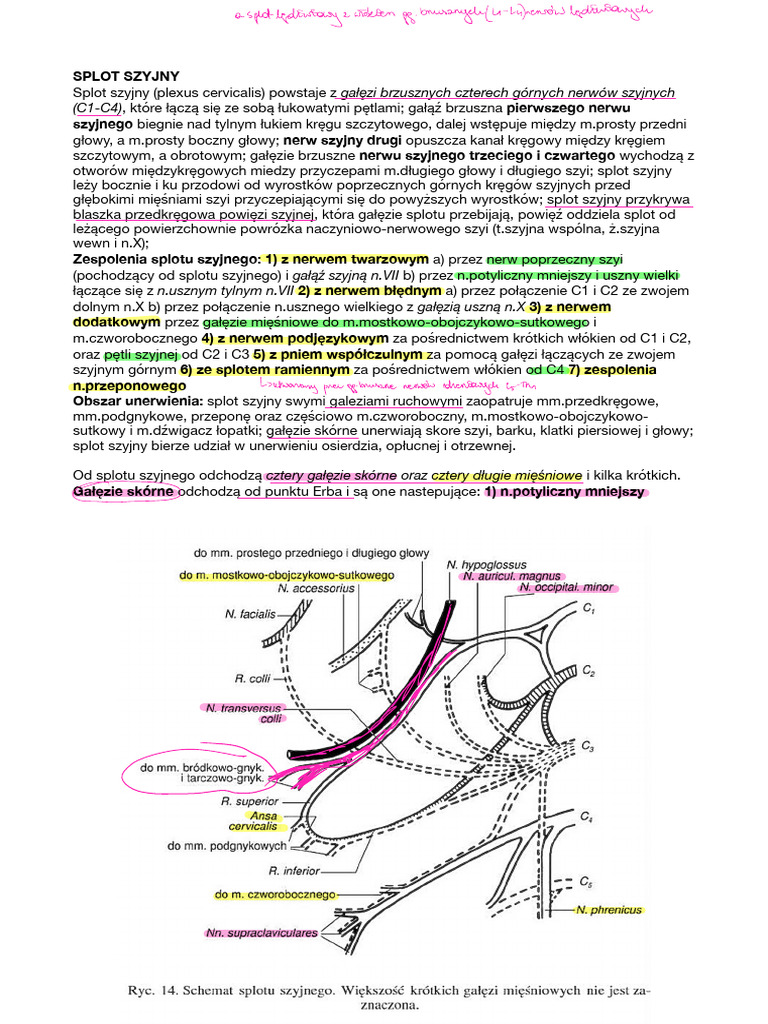 Splot Szyjny Z Bochenka | PDF