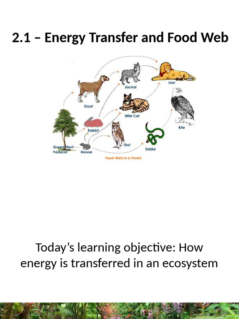 Energy Transfer in Food Webs Explained | PDF | Food Web | Natural ...