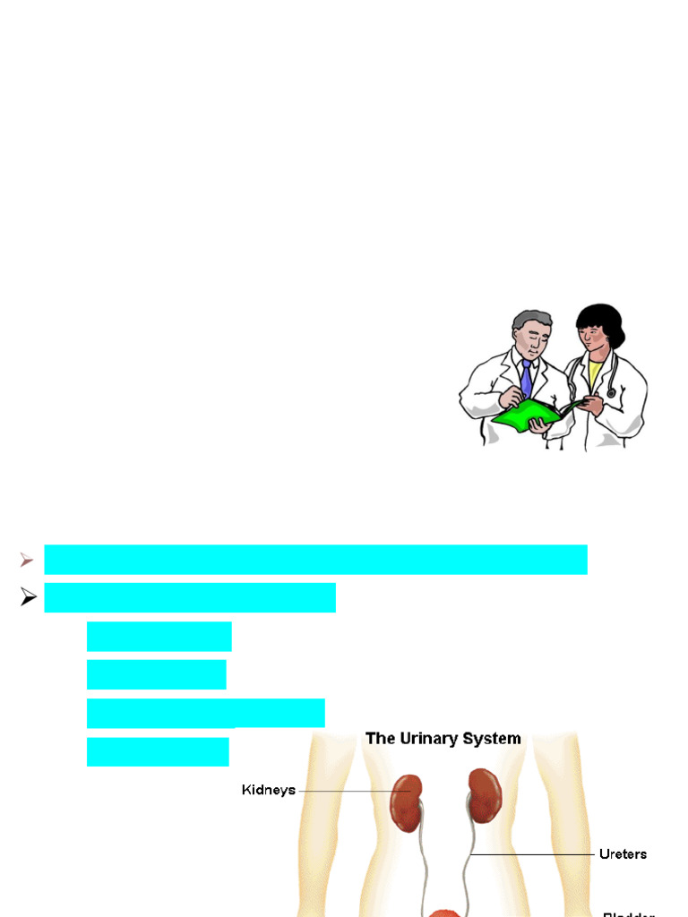 Lec 6 - Urinary System | PDF | Urinary System | Kidney