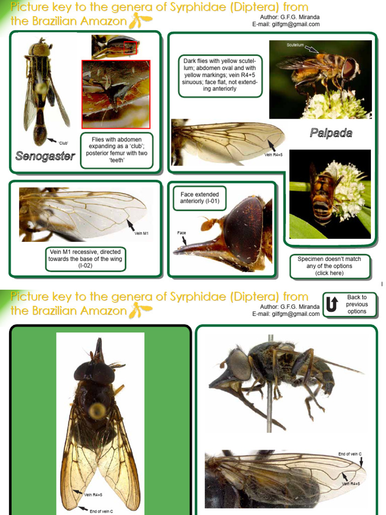 Key of Syrphidae | PDF | Abdomen | Anatomical Terms Of Location