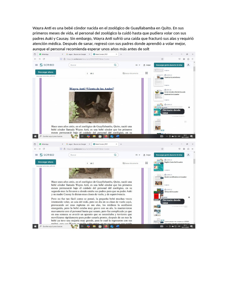 Wayra Anti Es Una Bebé Cóndor Nacida en El Zoológico de Guayllabamba en ...