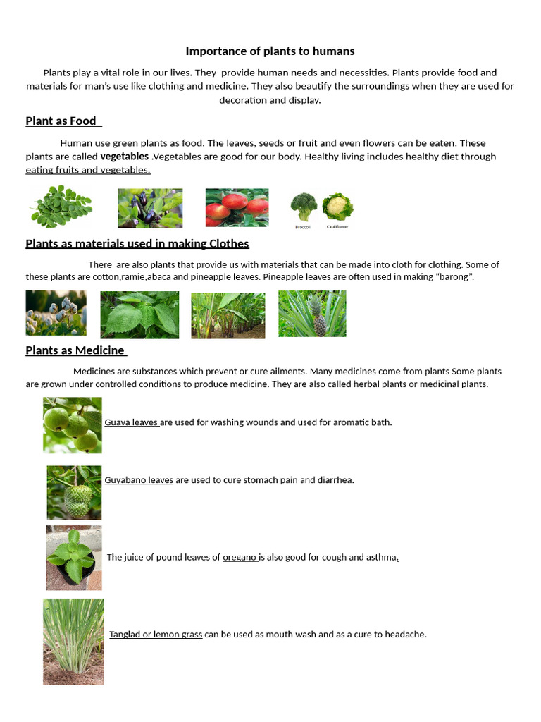 Importance of Plants To Humans | PDF
