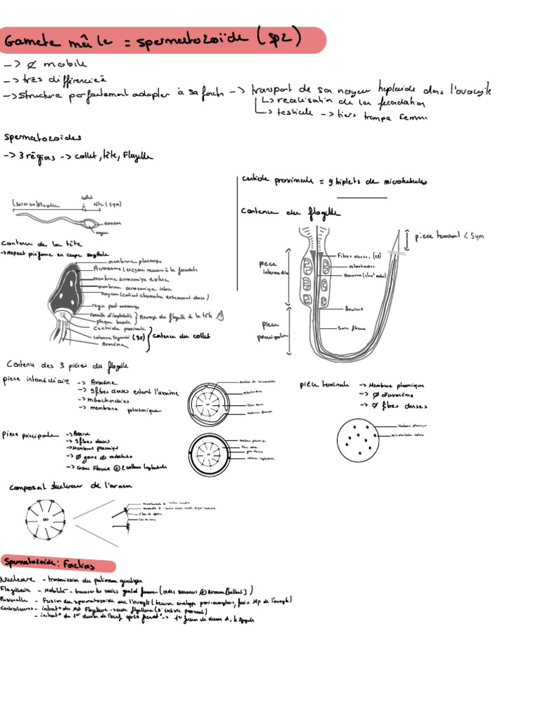 Structure et Fonction du Spermatozoïde | PDF | Processus biologiques ...