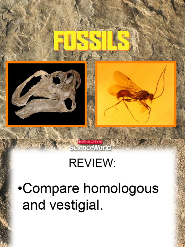 Fossils | PDF | Fossil | Rock (Geology)