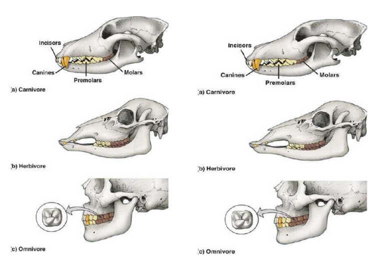 Animals Dentition | PDF
