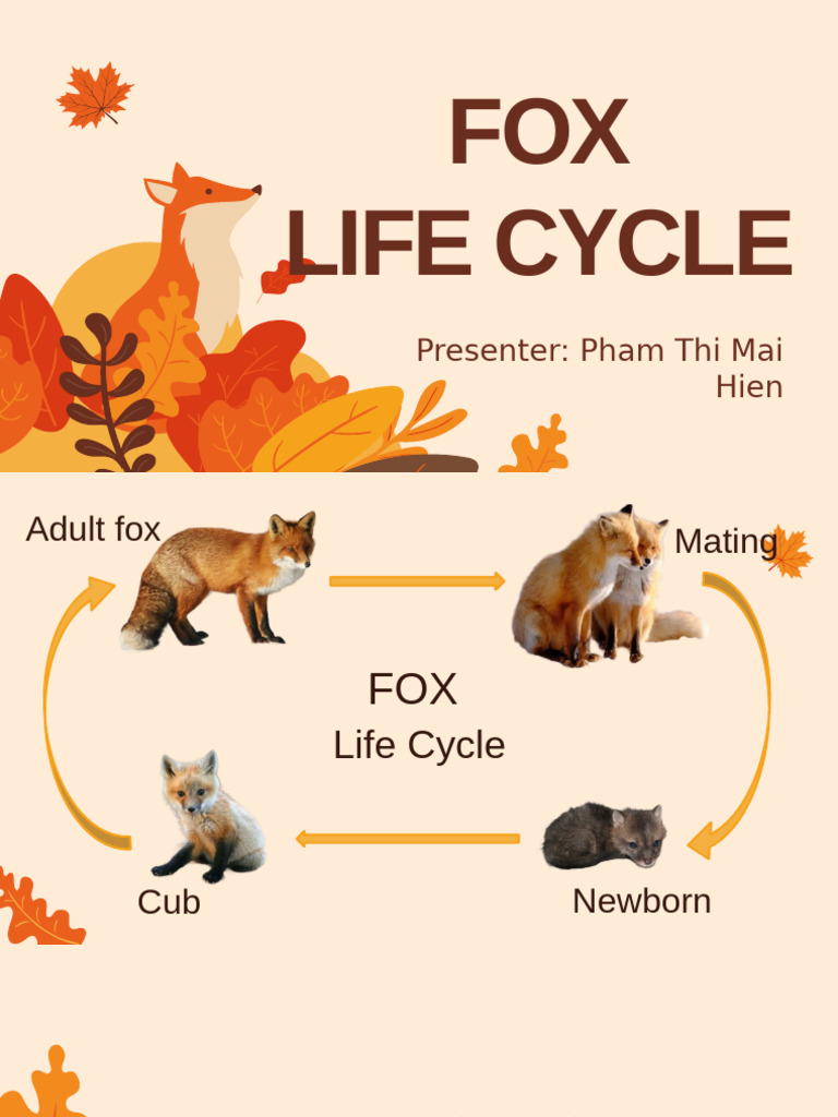 The Life Cycle of A Fox | PDF