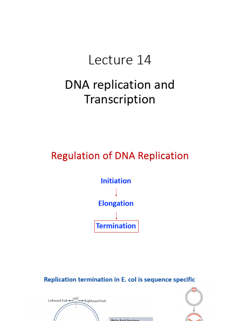 Lecture 14 | PDF | Ribosomal Rna | Rna