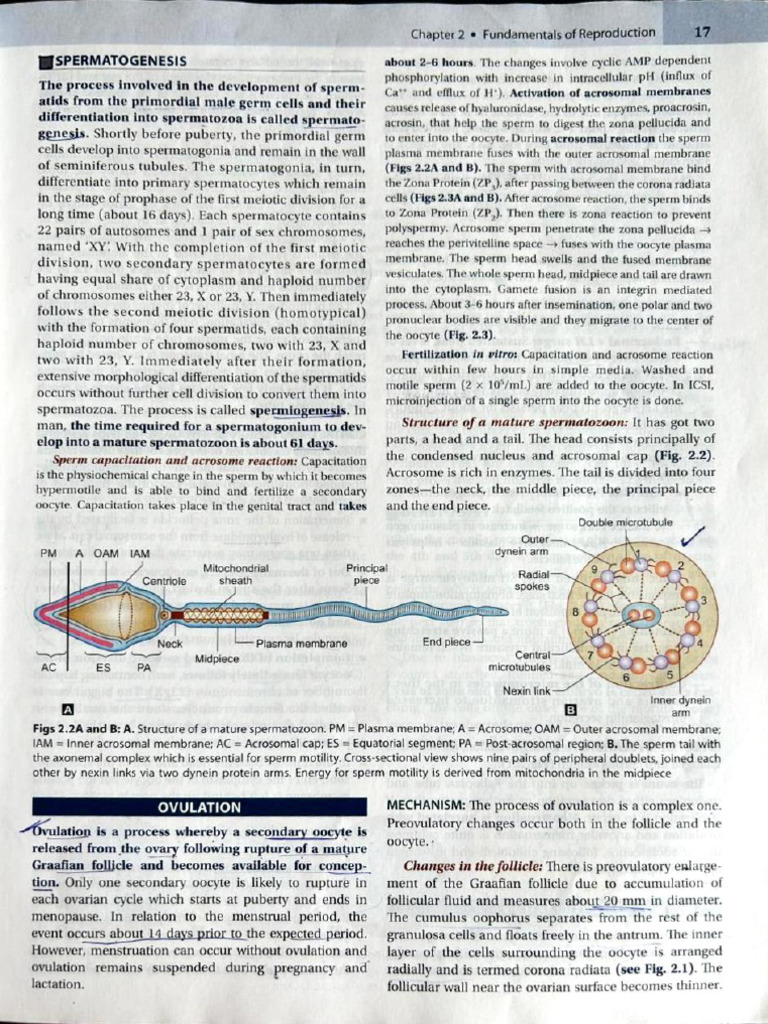2024 - 05 - 28 16 - 49 Office Lens | PDF | Anatomy | Developmental Biology