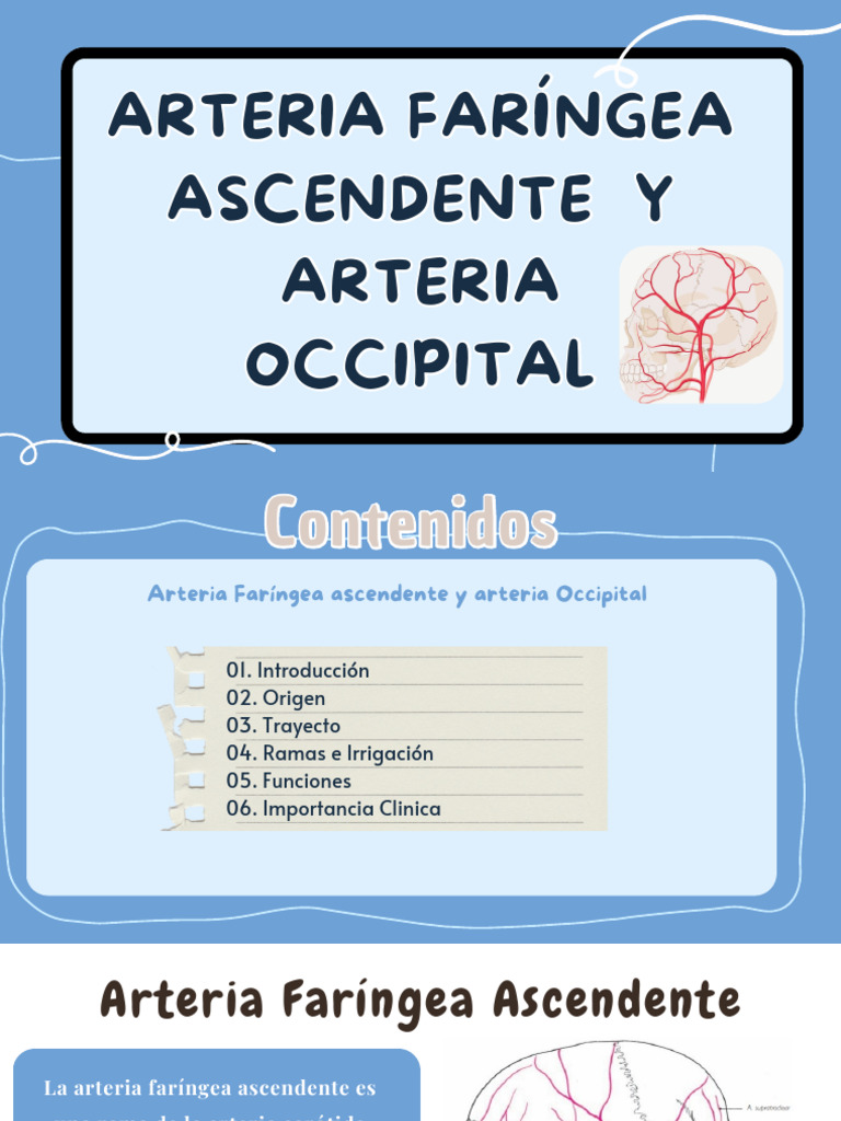 Arterias Faríngea y Occipital | PDF | Artería | Sistema cardiovascular