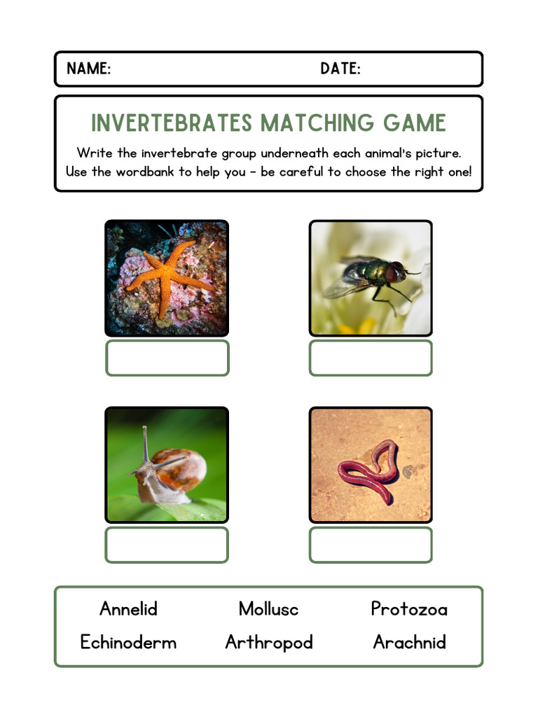 Vertebrate and Invertebrate Matching Game | PDF
