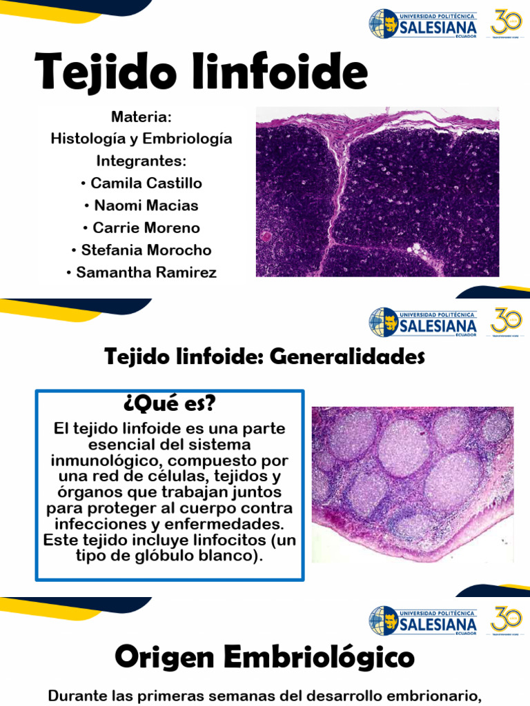 Tejido Linfoide: Funciones y Desarrollo | PDF | Ganglio linfático ...