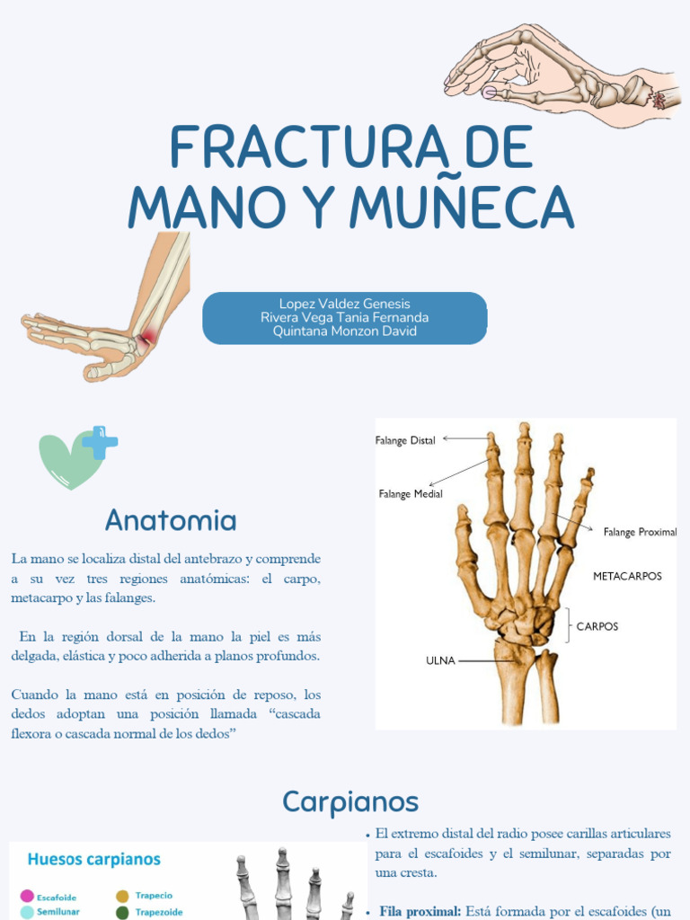 Anatomía y ligamentos de la mano | PDF | Mano | Sistema musculoesquelético