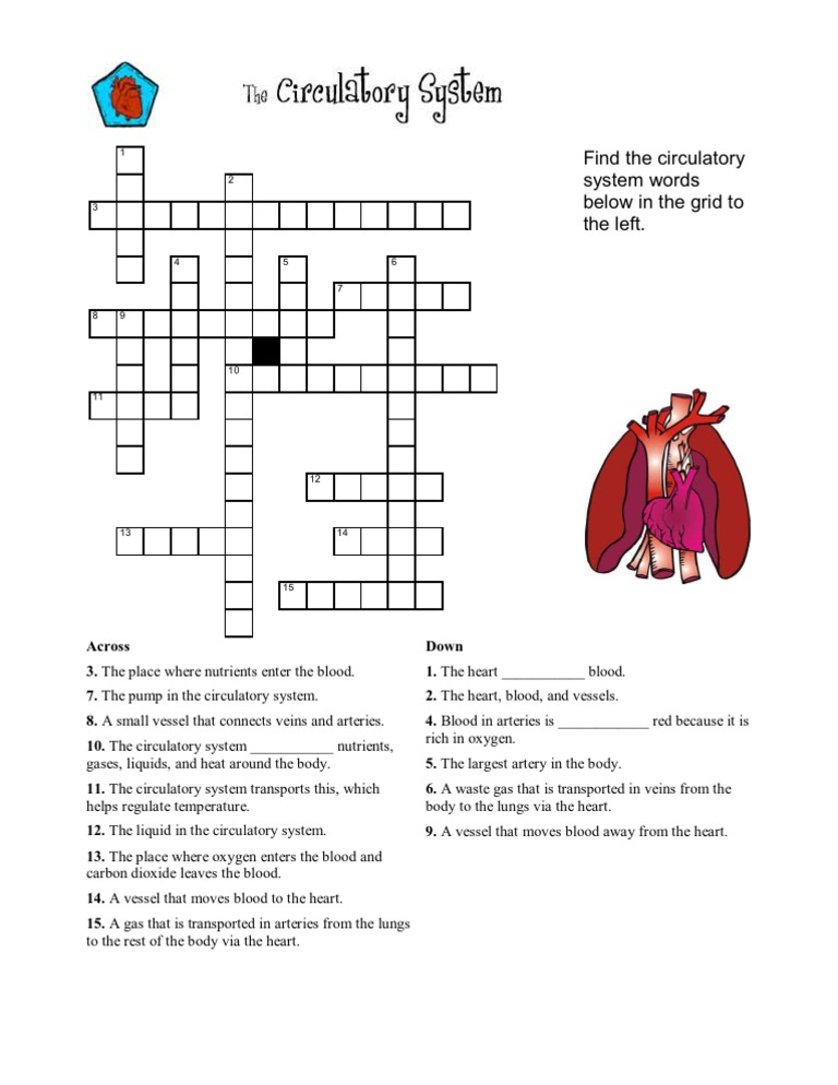 Circulatory System Crossword | PDF | Wellness