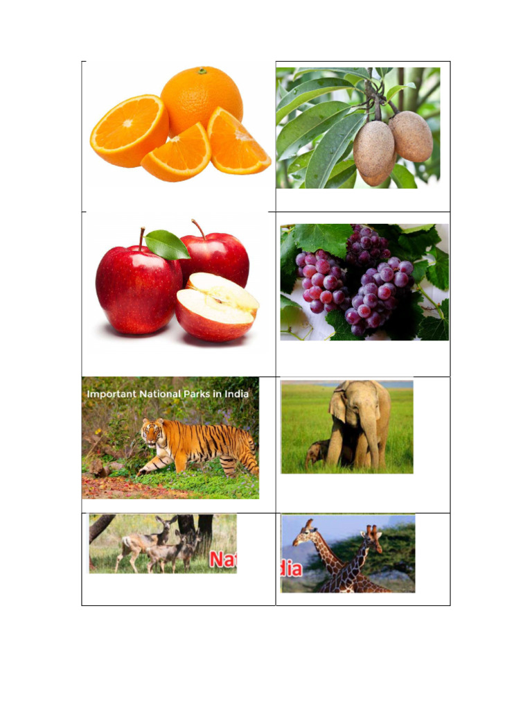Fruits Wild Animals Vehicles | PDF