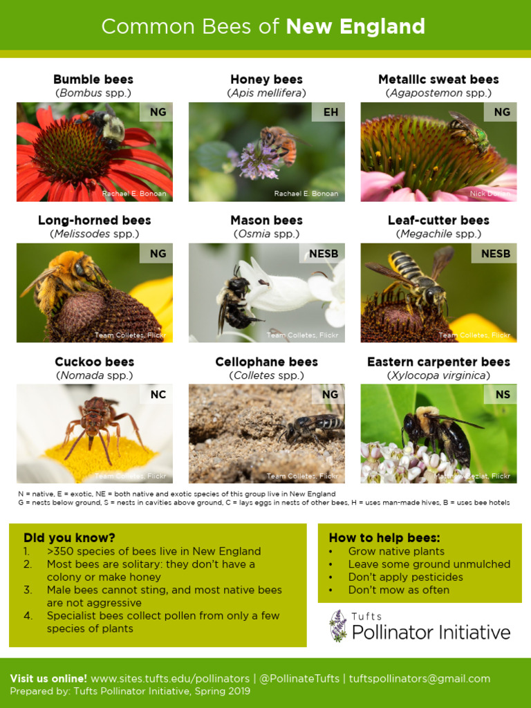 TPI Nativebeeshandout2 Logo 1 | PDF | Bees | Honey Bee