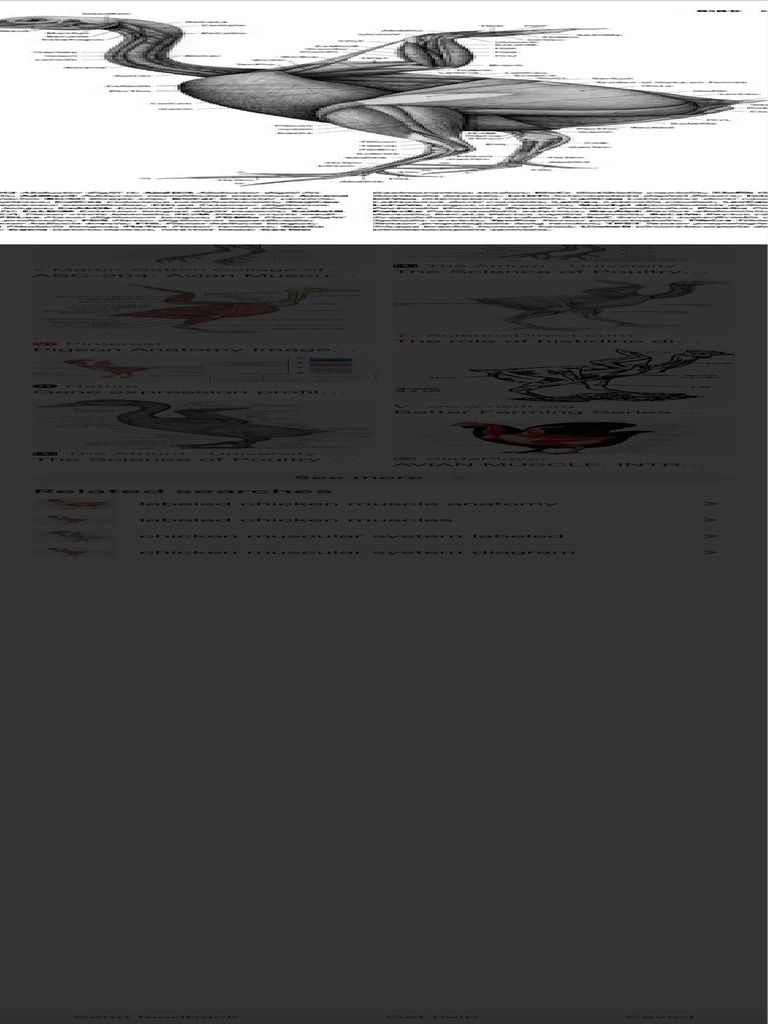 Muscular of Chicken Sketch - Google Search | PDF