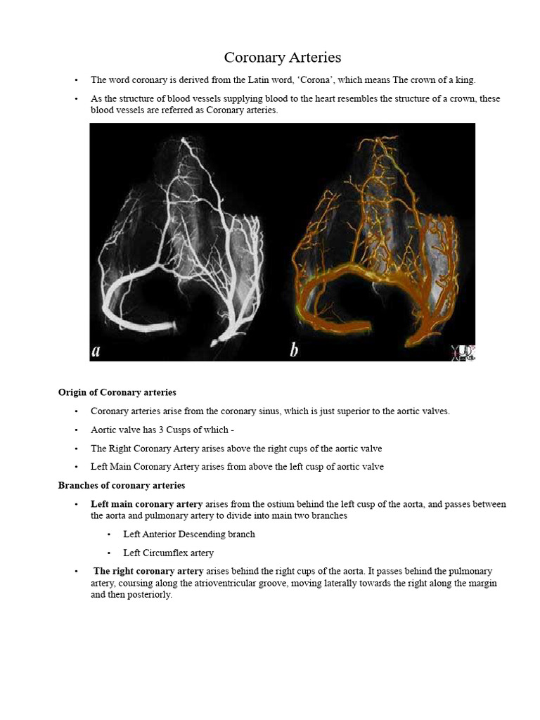 Anatomy of Coronary Arteries Explained | PDF | Coronary Circulation | Heart