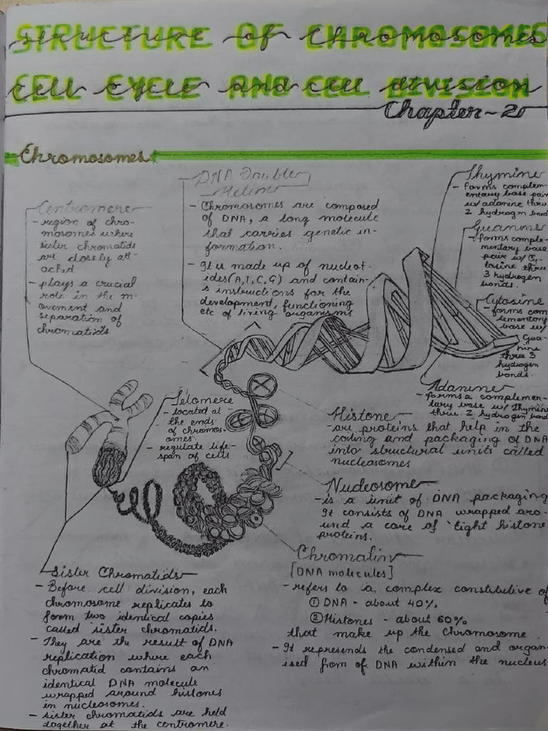 Structure of Chromosomes, Cell Cycle and Division | PDF | Chromatin ...