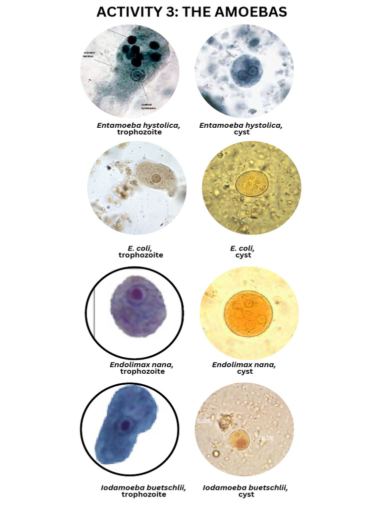 Activity 3 (The Amoebas) | PDF