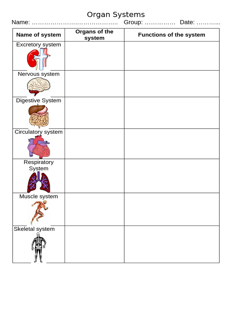 Body Systems Worksheet | PDF