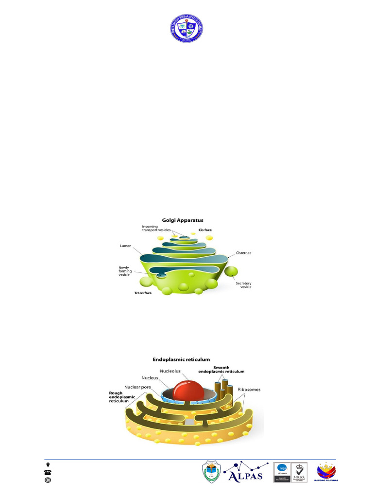 U4 - LC - Endoplasmic Reticulum and Golgi Apparatus | PDF | Endoplasmic ...