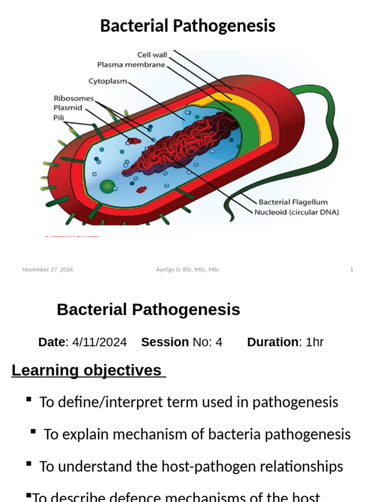 Bacterial Pathogenesis Overview | PDF | Immune System | Bacteria