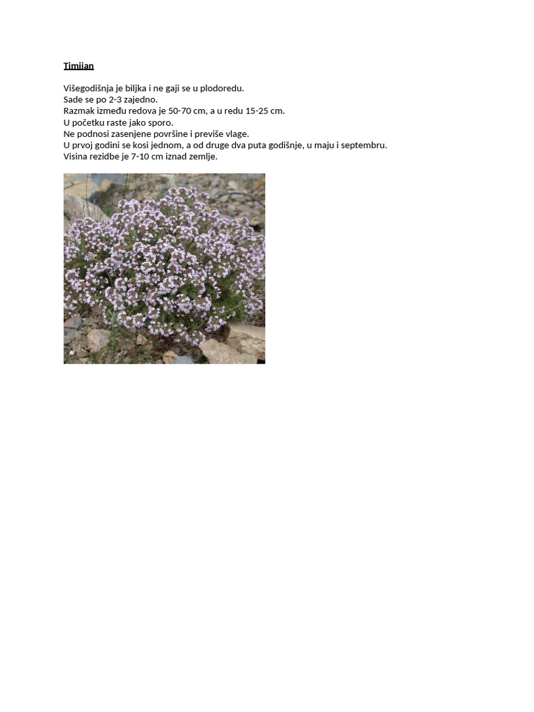 Timijan | PDF