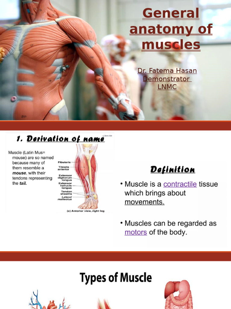 Muscles and Its Classification | PDF
