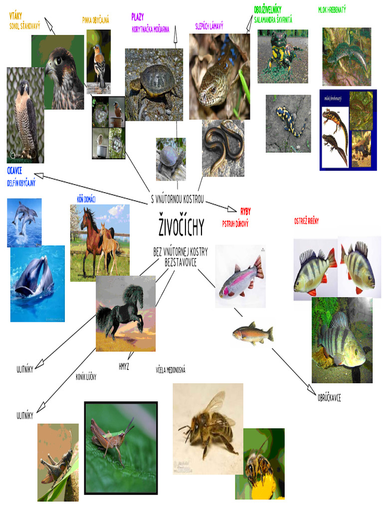 ivo-chy-foto-pdf