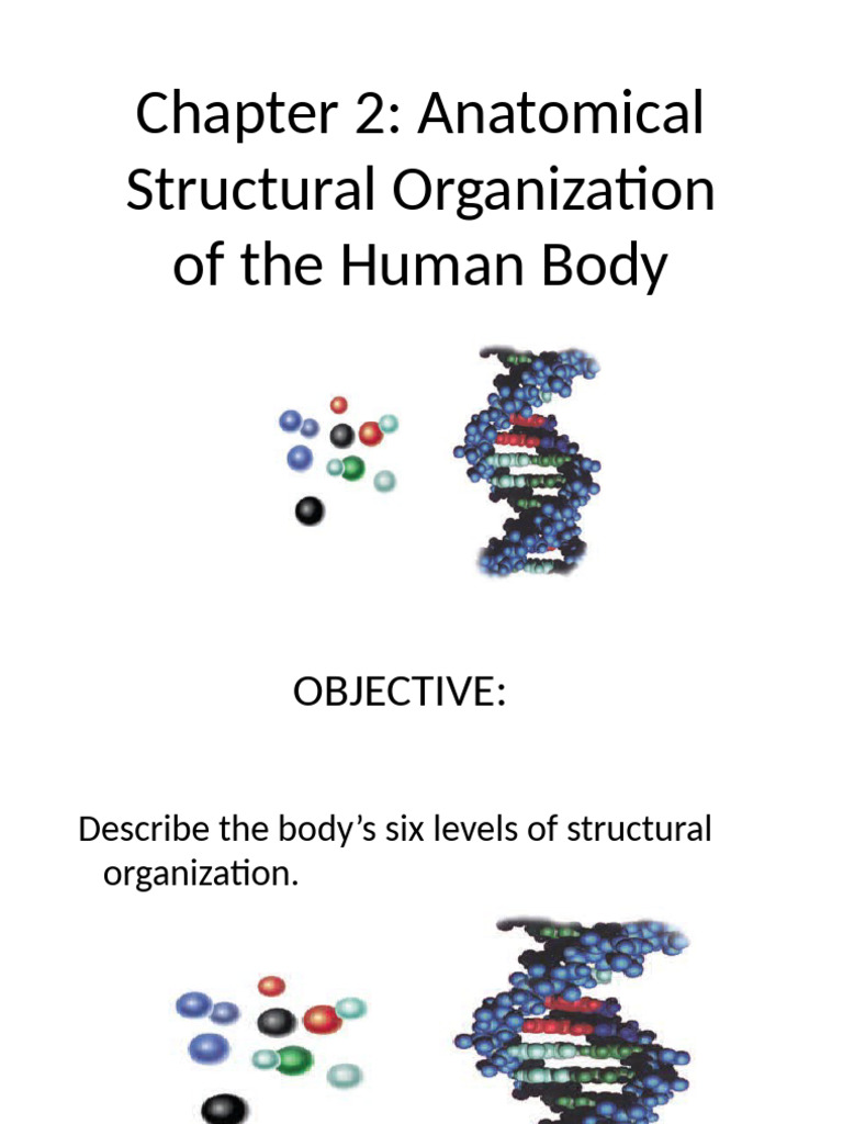 CHAPTER 2 Structural Organization | PDF | Cell (Biology) | Tissue (Biology) CHAPTER 2 Structural Organization | PDF | Cell (Biology) | Tissue (Biology)
