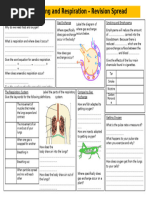 Year 8 Breathing and Respiration | PDF | Respiratory System | Breathing