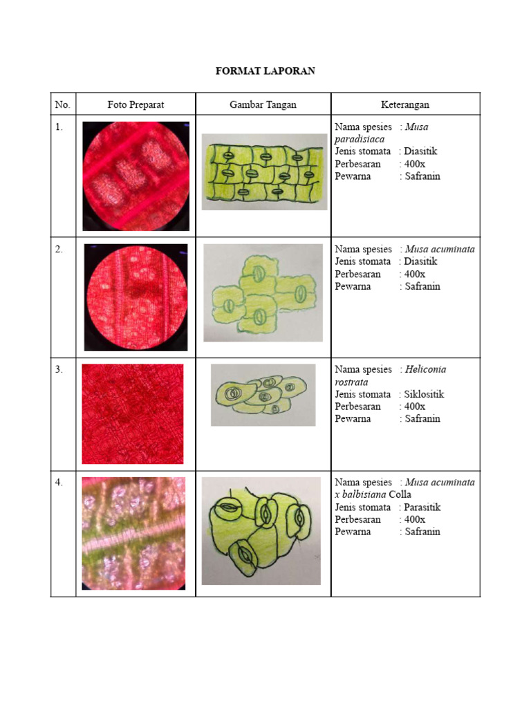 Jenis Stomata pada Spesies Musa dan Heliconia | PDF
