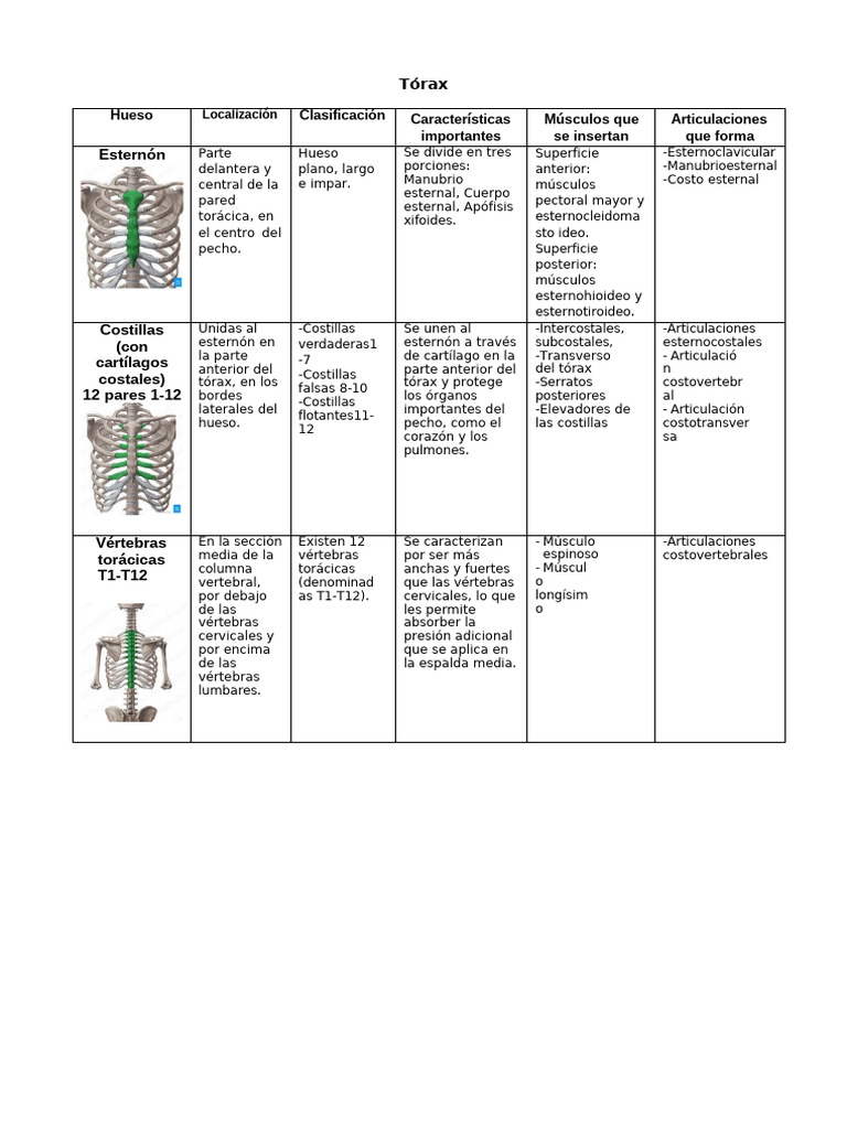 Anatomía del Tórax y Cintura Escapular | PDF | Tórax | Sistema esquelético