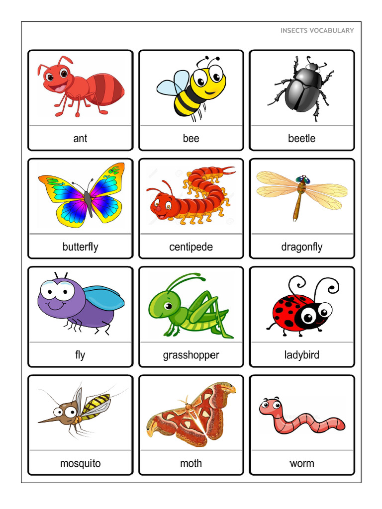 Insects | PDF
