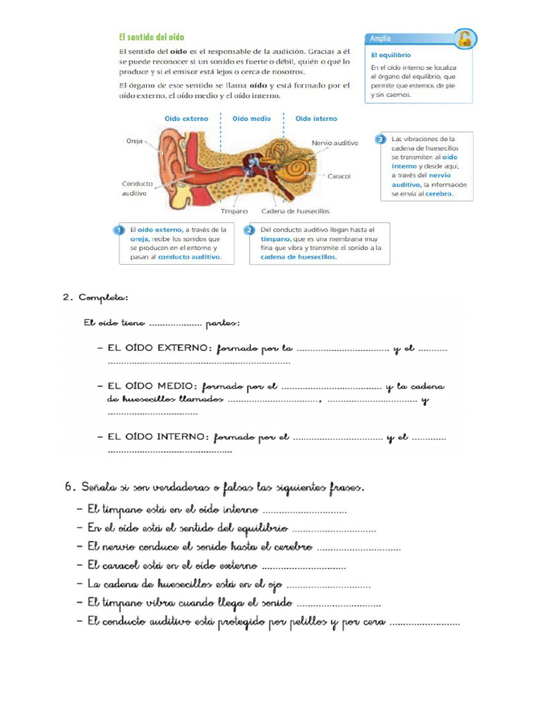 El Sentido Del Oido | PDF