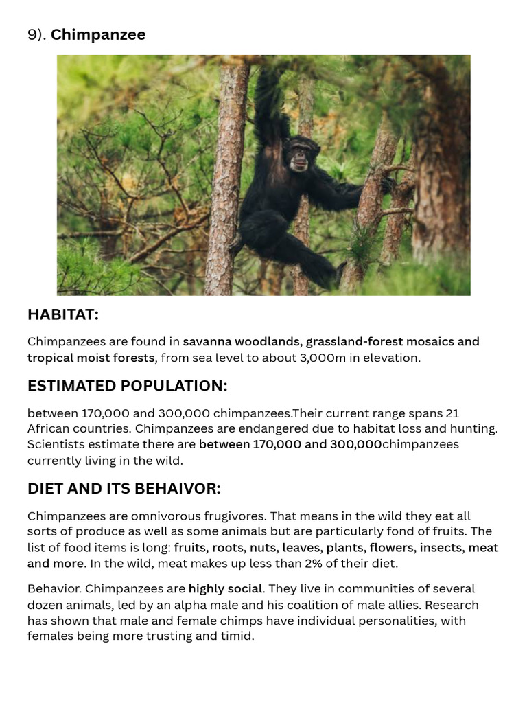 Chimpanzee | PDF