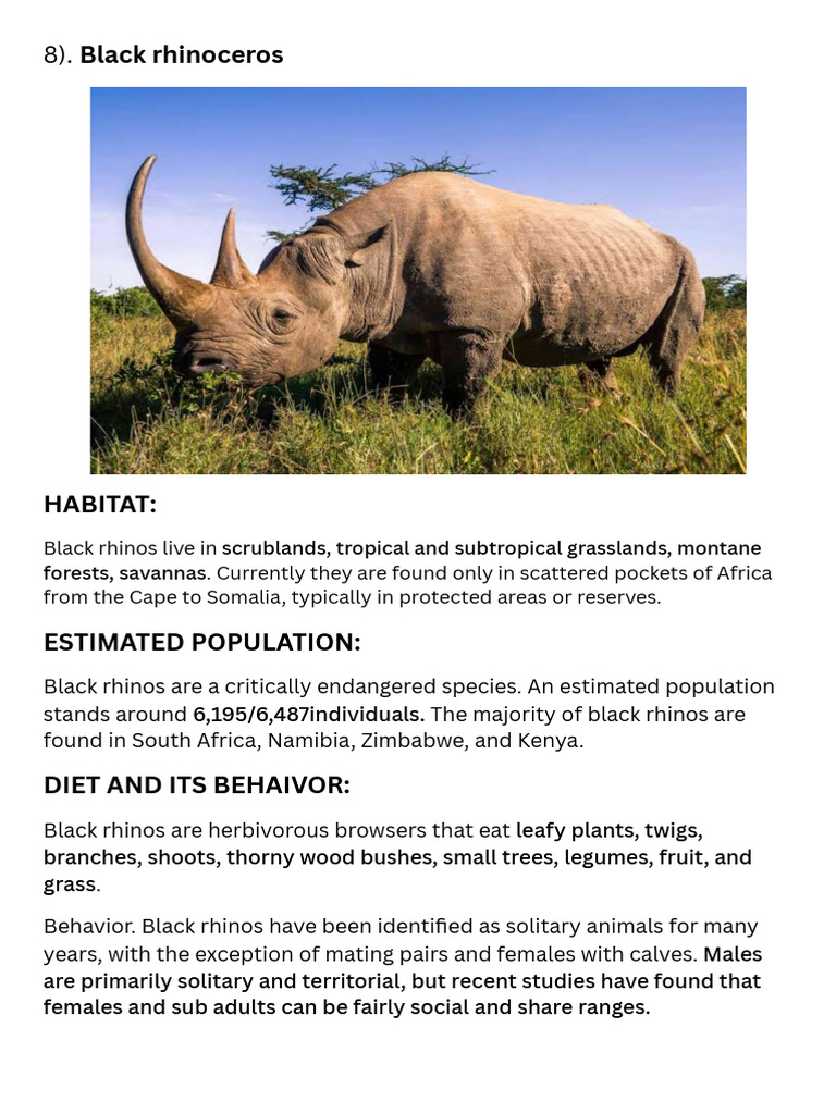Black Rhinoceros | PDF