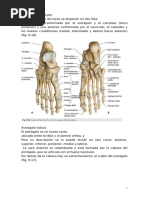 Anatomía del Maléolo Interno del Tobillo | PDF | Tobillo | Anatomía del ...