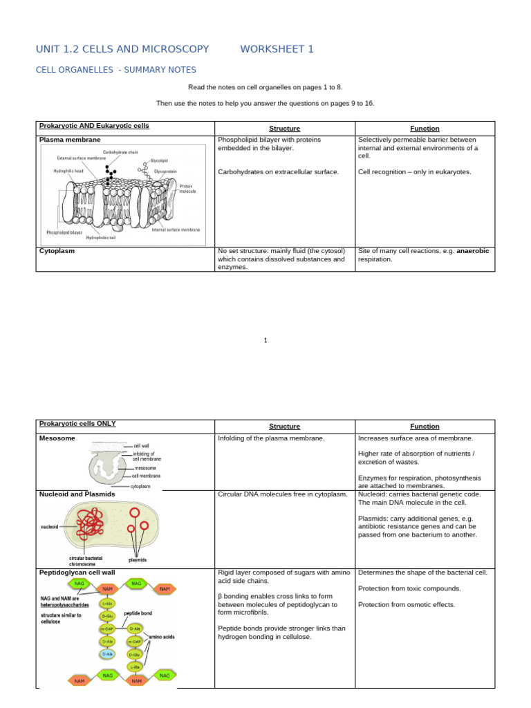 Structure and Function of Eukaryotic Cells Information | PDF ...