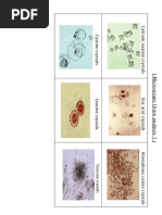 Urine Microscopic Exam Reference Chart | PDF